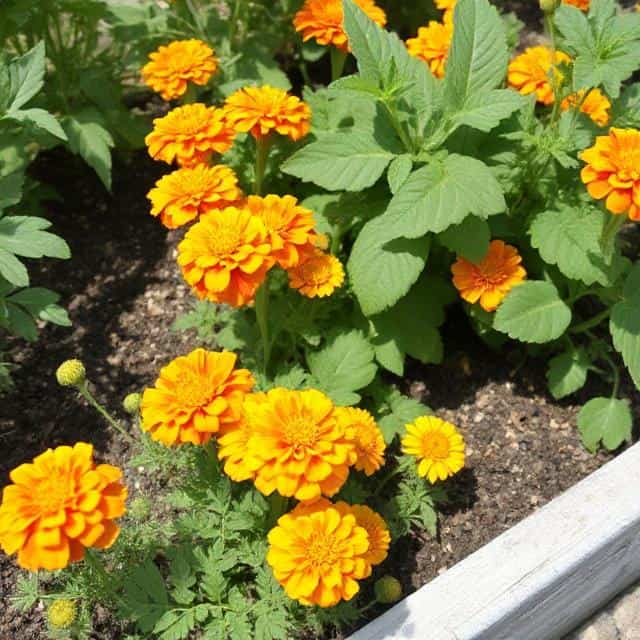 Companion Planting Guide: Grow a Healthier Garden